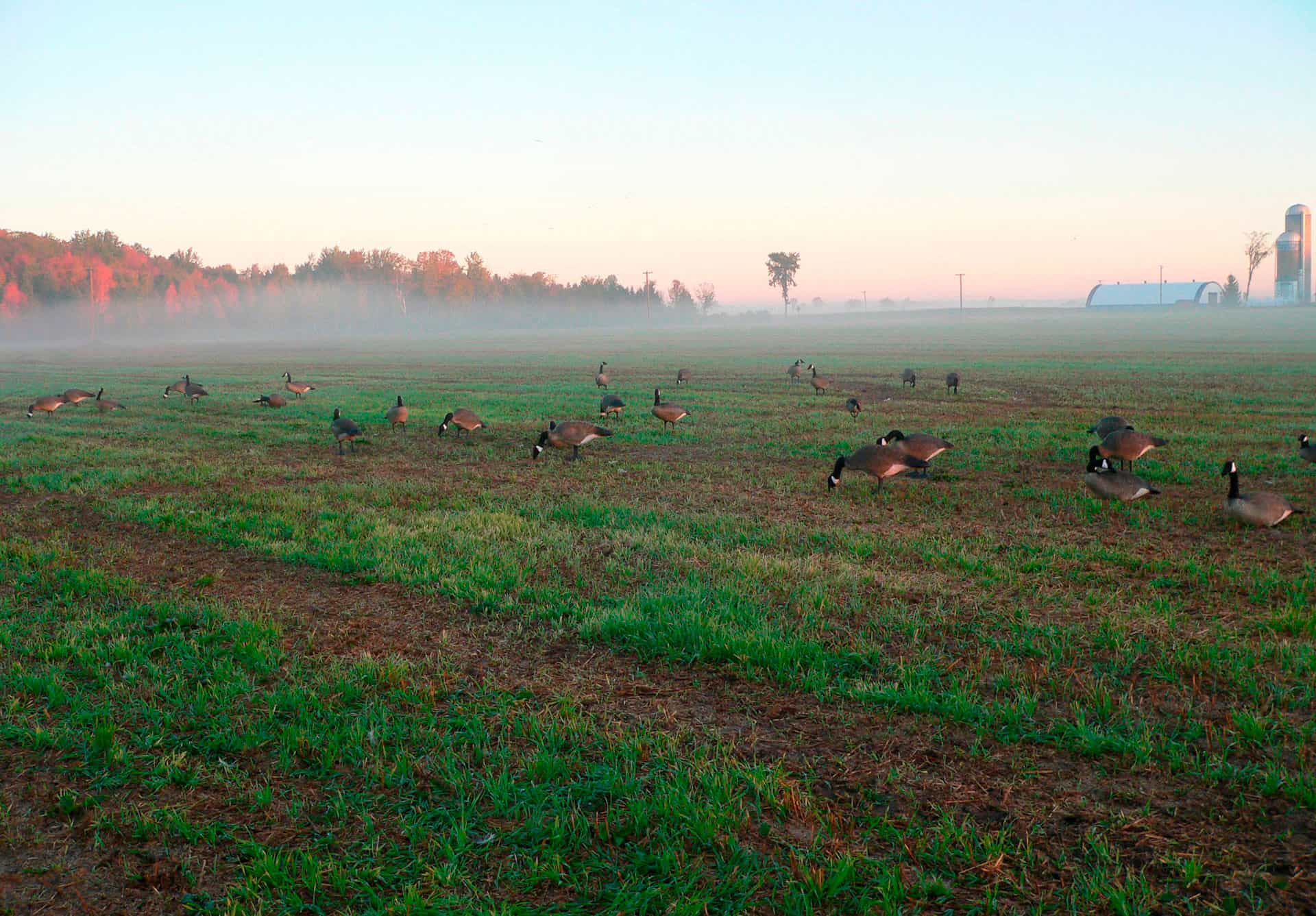 Bernache : "Trouble shooting de chasse au champ" - Magazine - Édition 4 ...