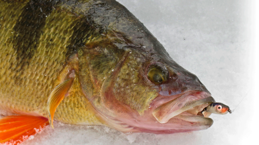 Perchaude d'hiver : mon meilleur leurre - Magazine - Édition 5 - Décembre